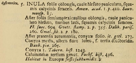 Pulicaria dysenterica - FLSVY et d'ailleurs